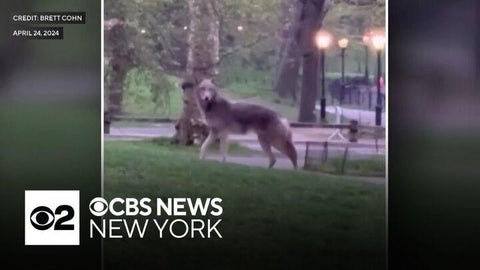 Video shows coyote finding a soulmate in Central Park. Here's the ...