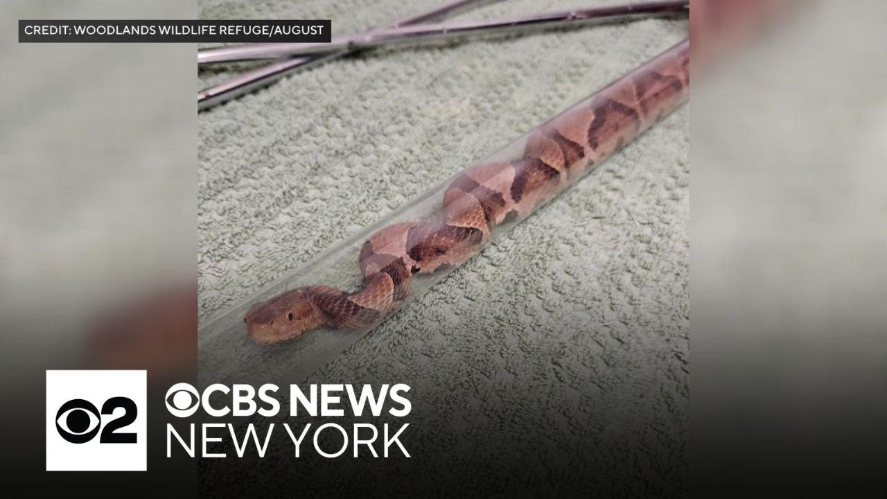 Woman found "dazed and injured" after surviving snake bite and multiple days in the wilderness ...