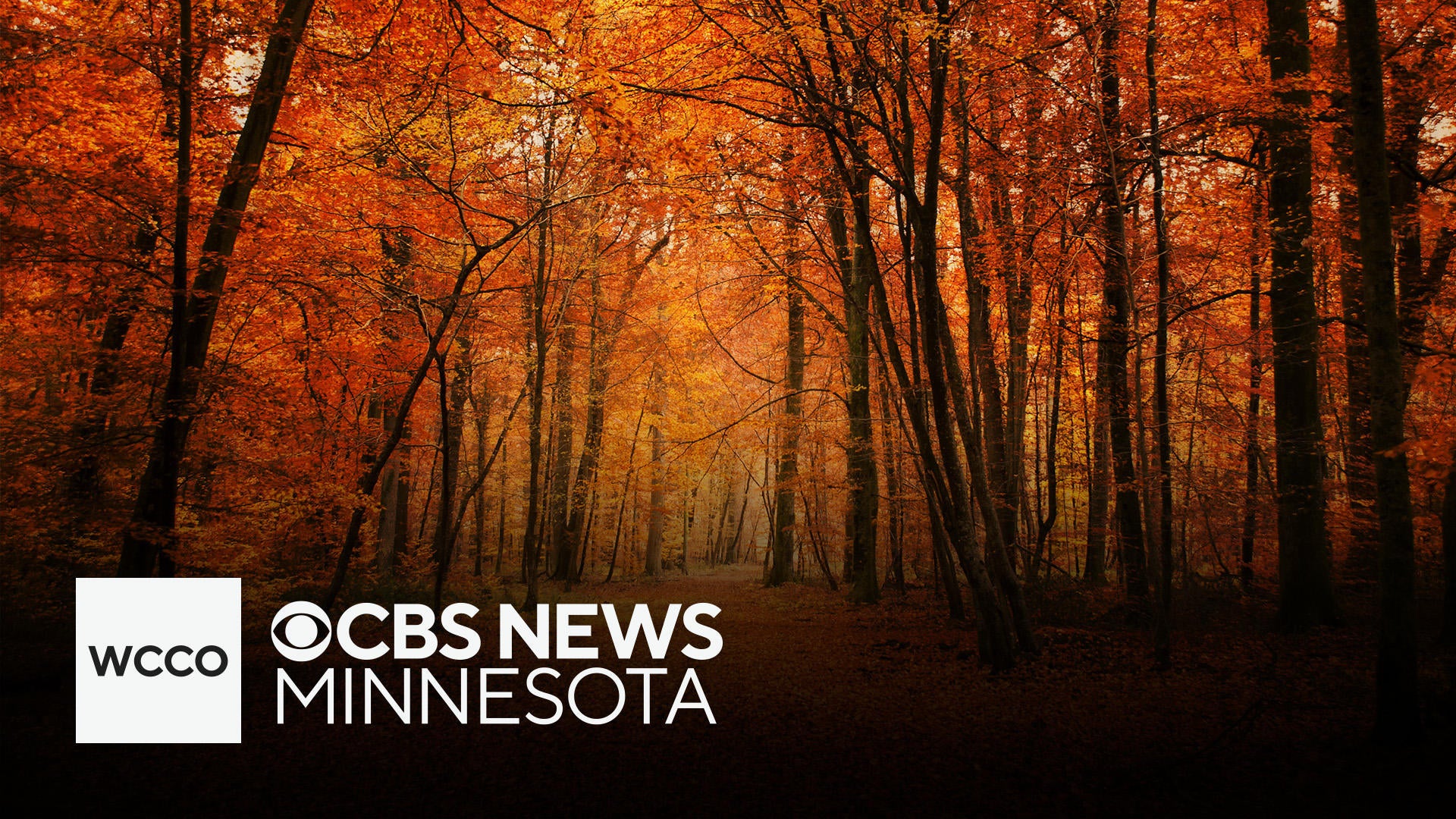 Minnesota's 2024 fall colors forecast has been released. Here's the ...