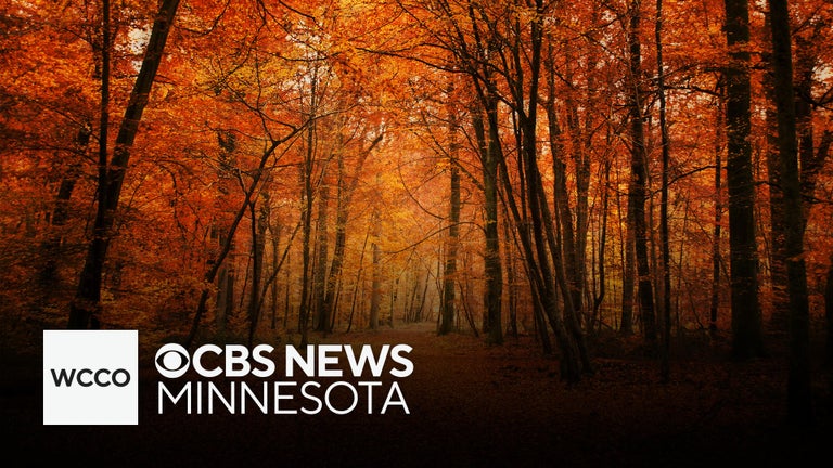 Minnesota's 2024 fall colors forecast has been released. Here's the ...