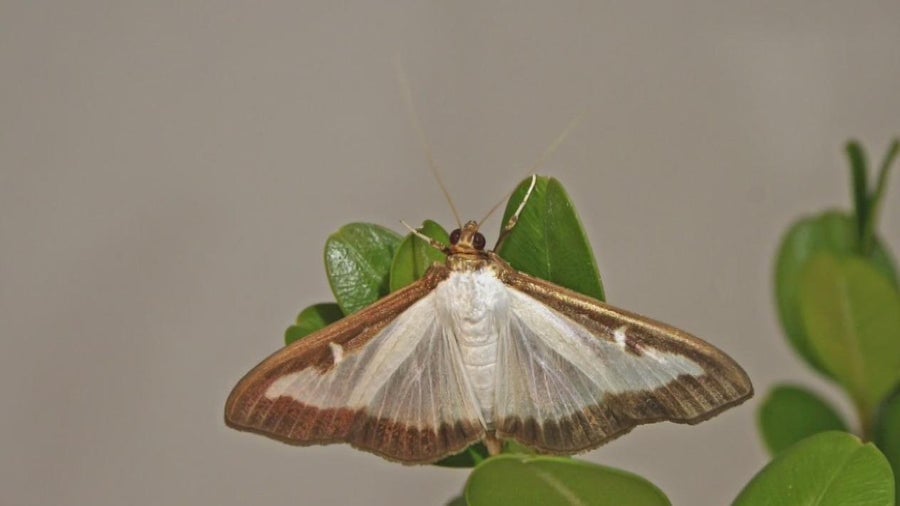 New "highly destructive" invasive moth found in Pennsylvania for first ...