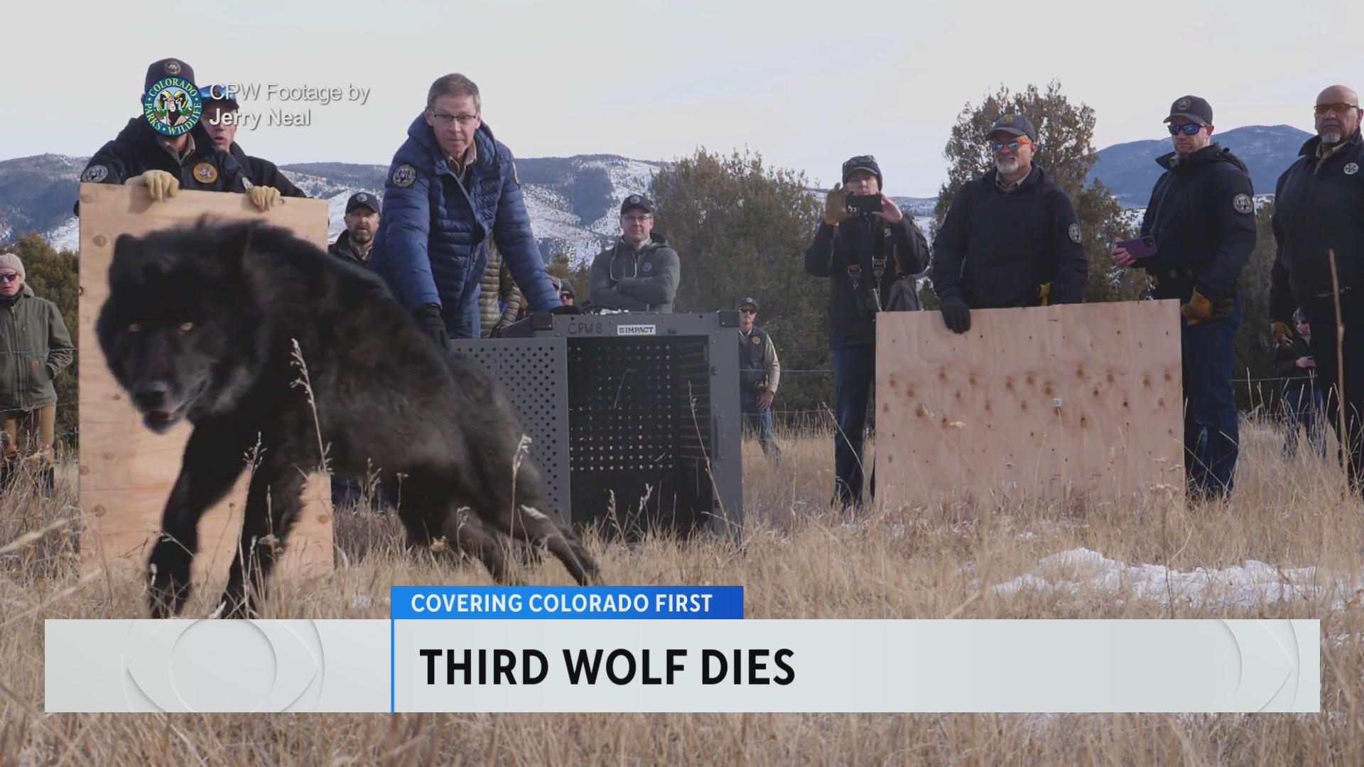 Third wolf dies after reintroduction into Colorado - CBS Colorado