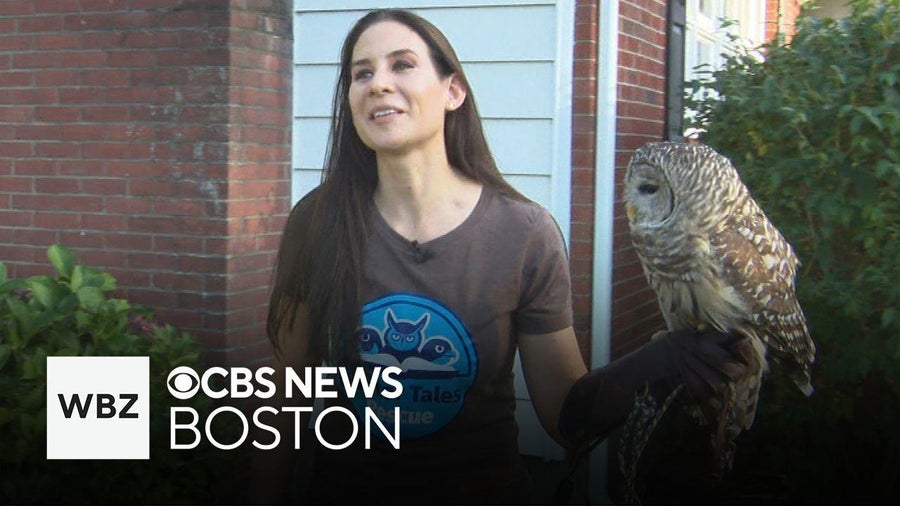 Massachusetts raptor rescue needs help to continue mission - CBS Boston