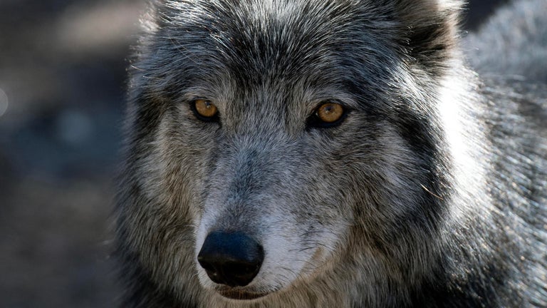 Isle Royale National Park staff kill wolf that became accustomed to ...