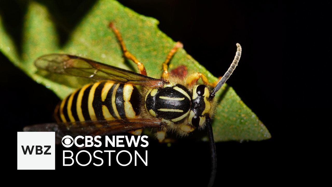 More aggressive yellowjacket species has moved into Massachusetts ...