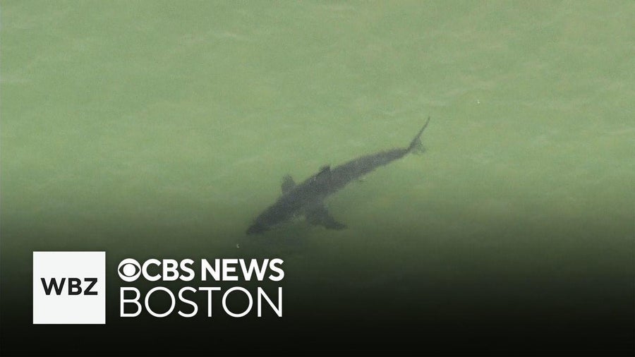 Great white shark sighting closes popular North Shore beach in ...