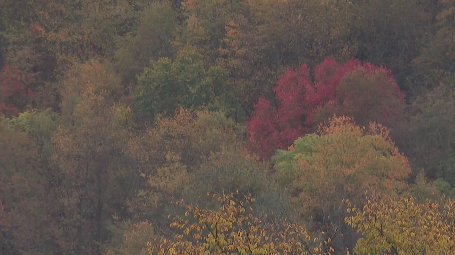 Map shows where the leaves are starting to change across Western ...