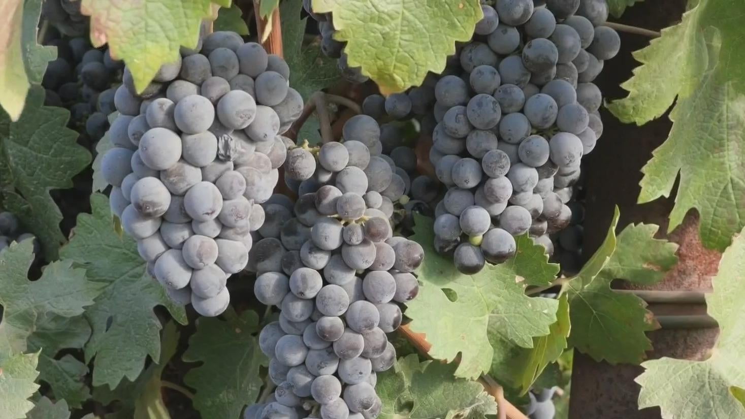 Swing in temperatures poses challenges for Lodi grape growers - CBS ...