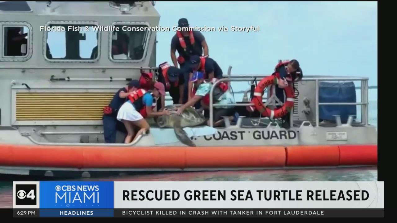 Rescued green sea turtle released back into the ocean off of Key West ...