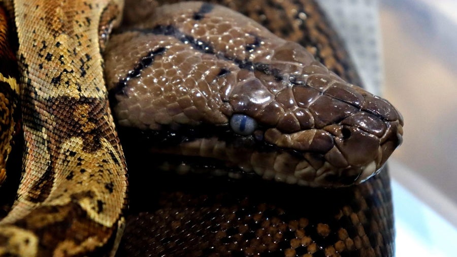 Python squeezes Thai woman in her kitchen for 2 hours before she's ...