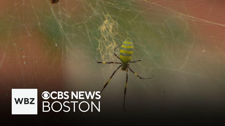 Giant flying Joro spider spotted in Massachusetts for the first time ...