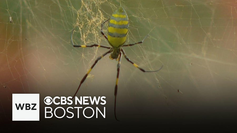 Where's the giant flying spider? Joro goes missing from web in Boston ...
