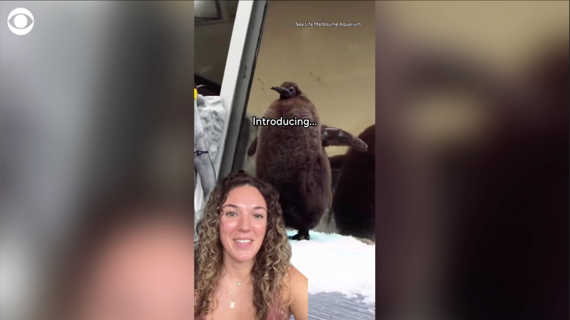 Meet Pesto the Penguin, Australia's nearly 50-pound baby penguin ...