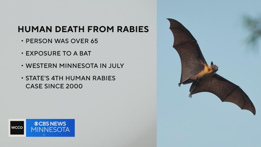 Minnesotan dies after rabies exposure from bat, health officials say ...