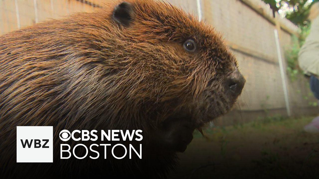 Nibi the beaver can stay with Massachusetts rescue group for now, judge ...