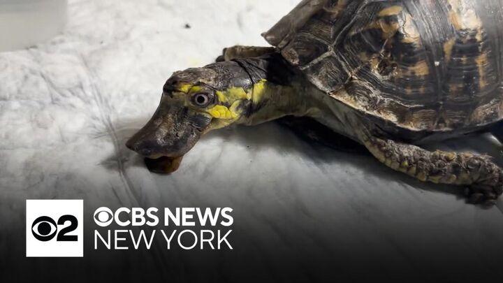 Turtle rescue on Long Island removes extraordinary beak from "Mr ...
