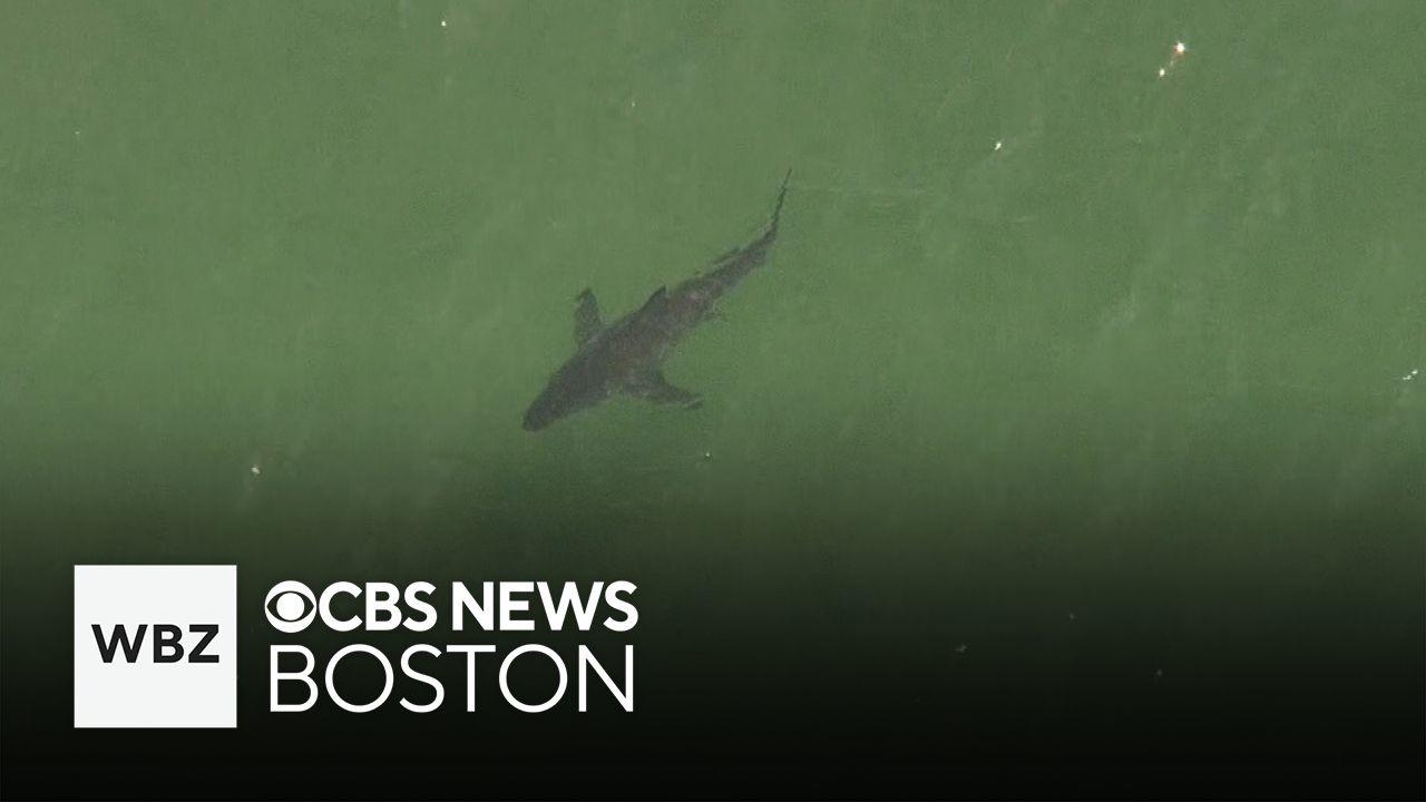 Shark sightings keep North Shore beach in Massachusetts closed to ...