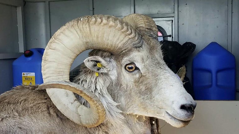 81-year-old man sentenced to prison for cloning giant "Montana Mountain ...