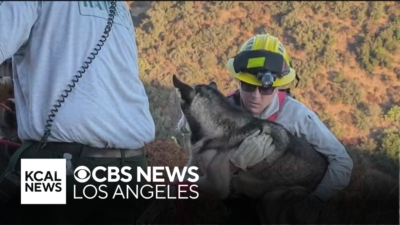 Park rangers rescue husky that fell down 30-foot cliff during hike at ...