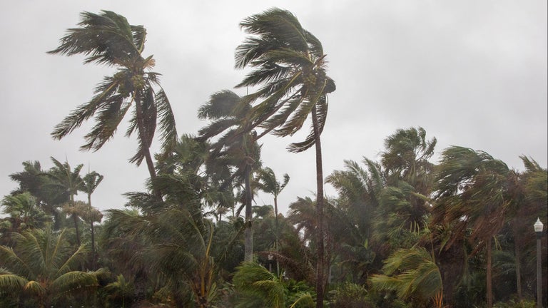 Renowned scientist's ashes dropped into eye of Category 5 Hurricane ...