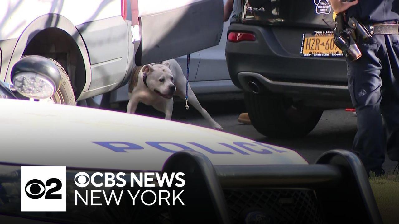 Child attacked by dog at Long Island home, airlifted to hospital - CBS ...