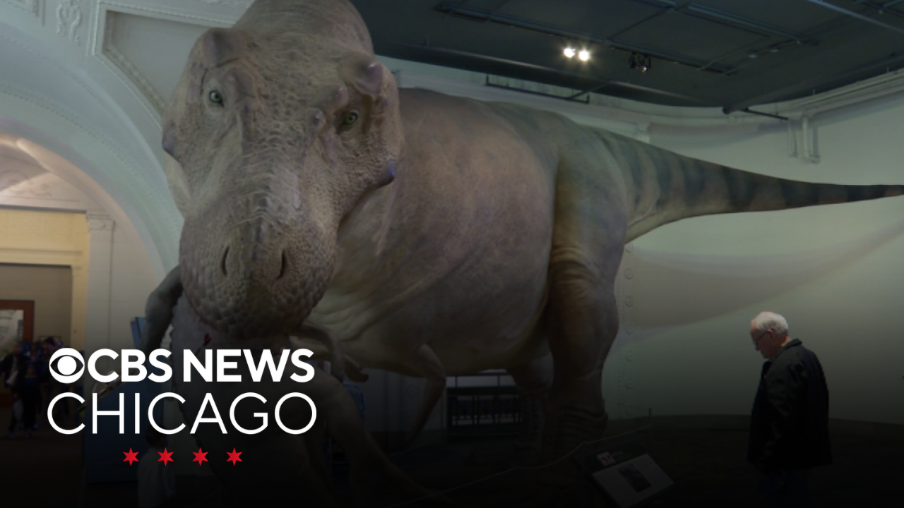 Lifelike model of Sue the T. Rex returns to Chicago's Field Museum ...
