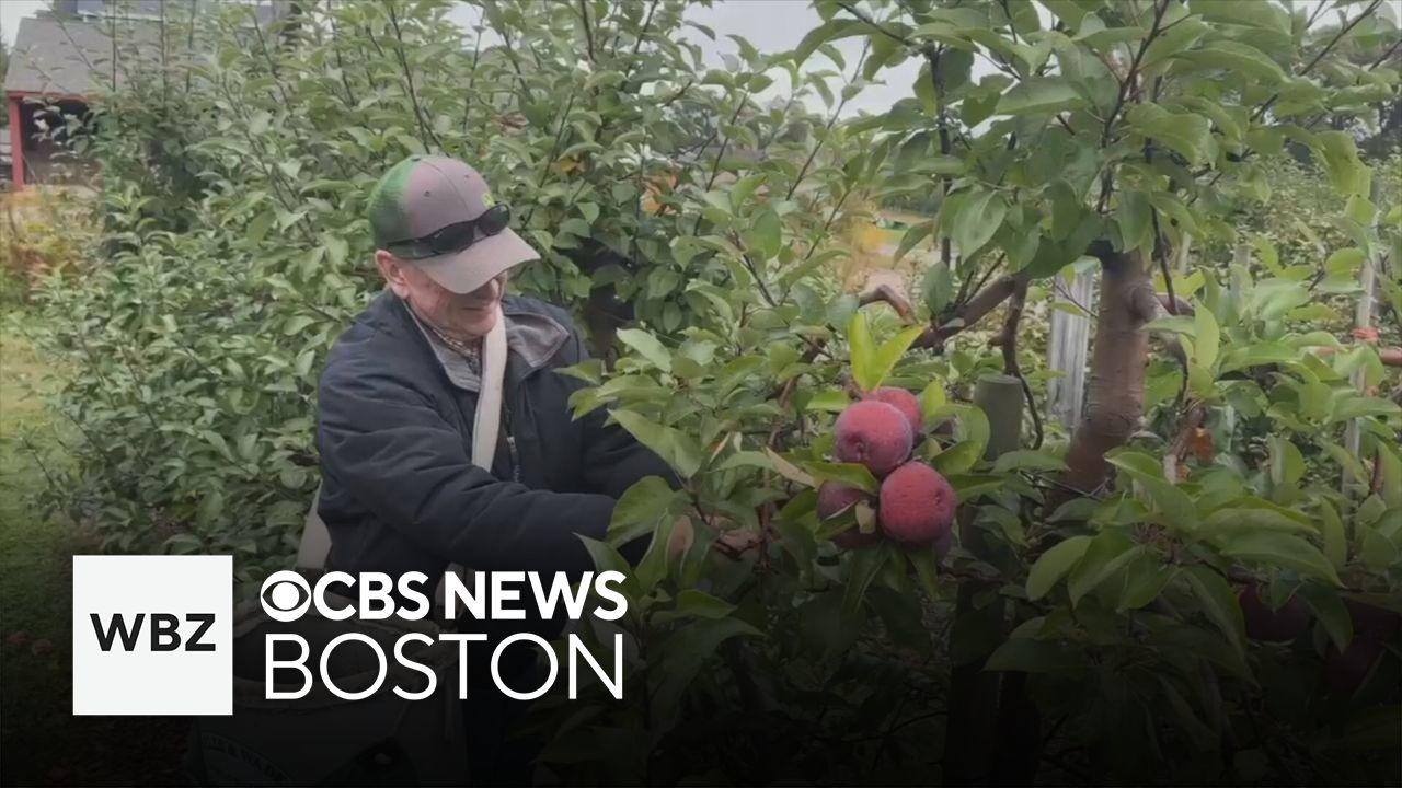 The best apple orchard in the country is at a Massachusetts farm ...