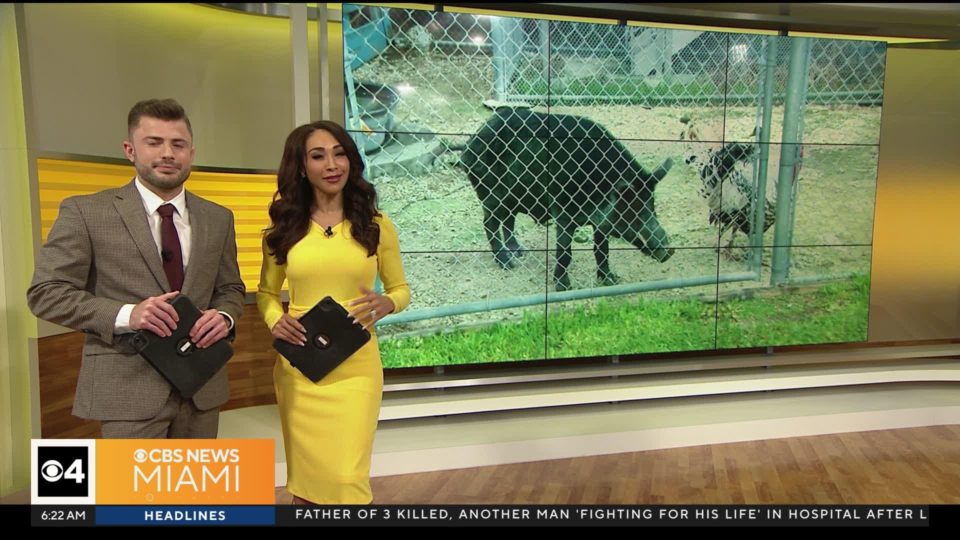 Rescue animals, inmates find unlikely bond at Monroe County Sheriff's ...