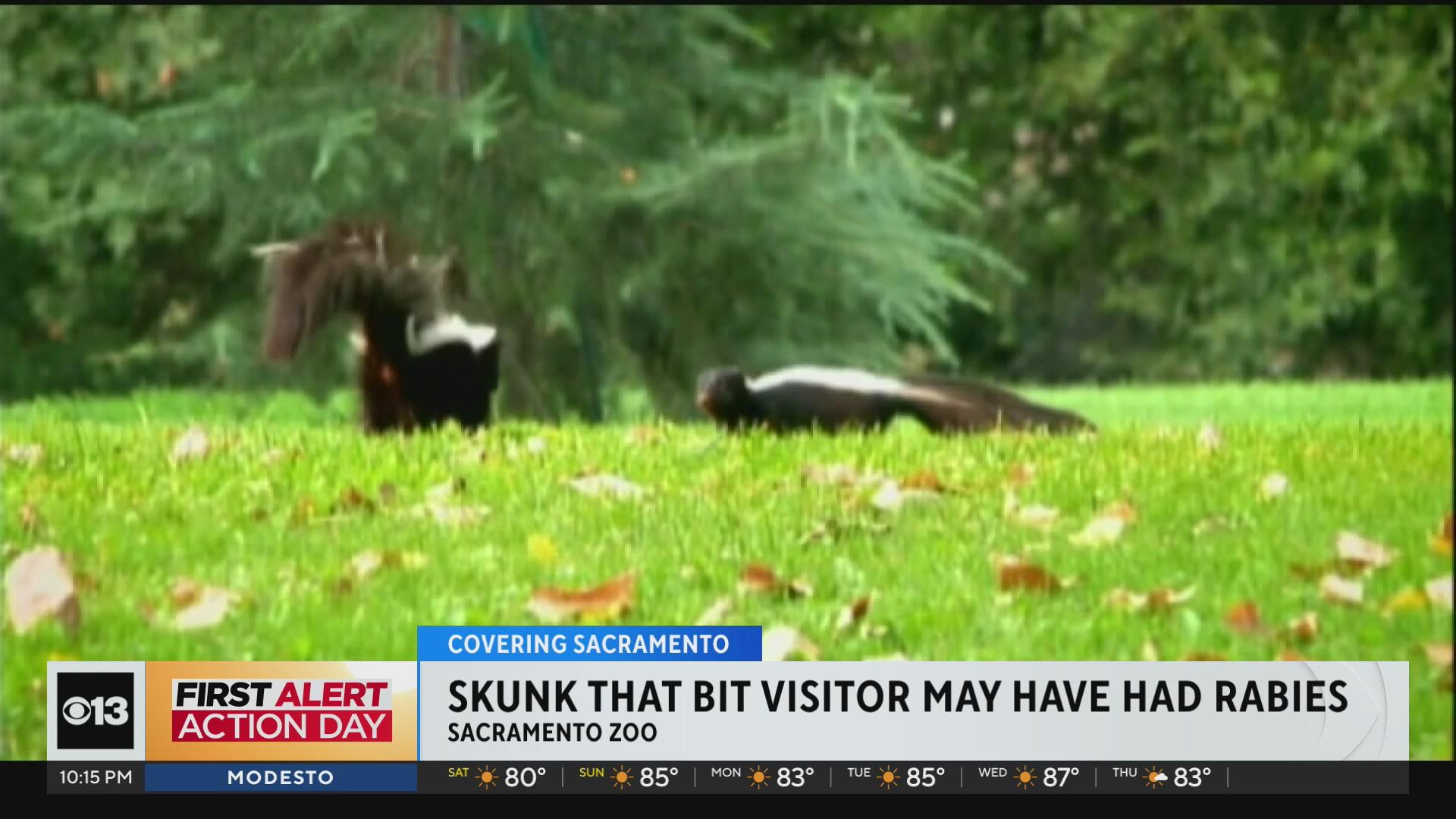 At least 2 Land Park skunks test positive for rabies after Sacramento ...