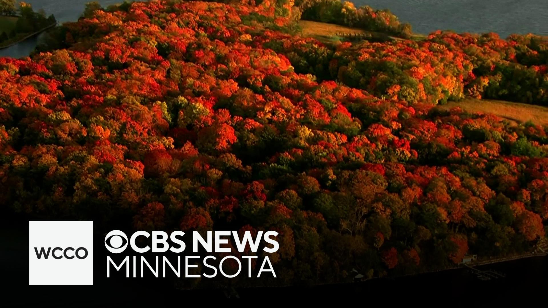 Peak fall colors happening later than usual in Minnesota - CBS Minnesota