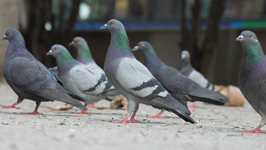 What you never knew about pigeons - CBS News