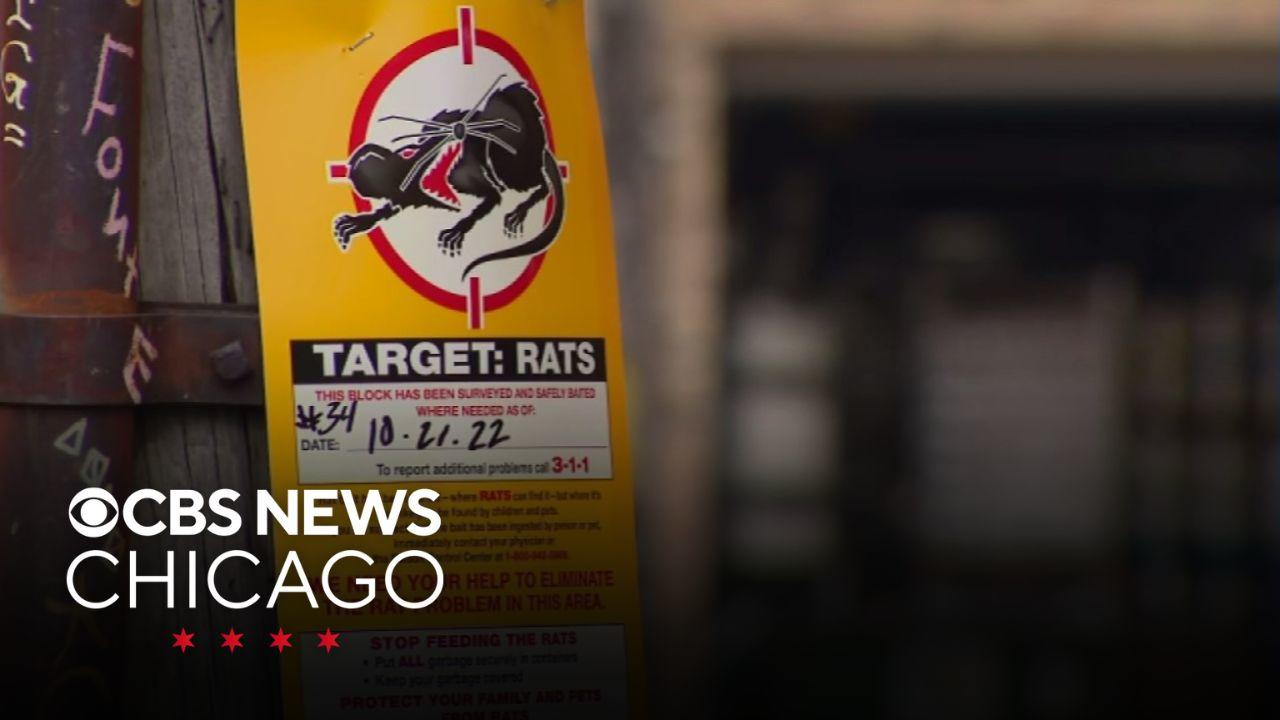Chicago reaches 1 decade as America's most rat-infested city - CBS Chicago