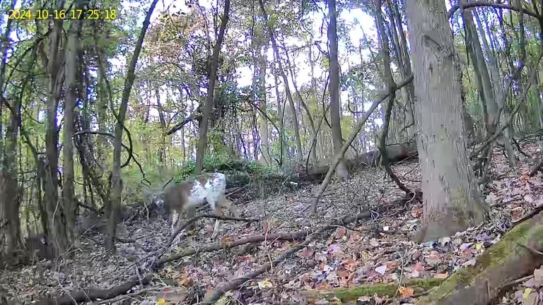 What is the piebald deer, the rare animal recently spotted in Western ...