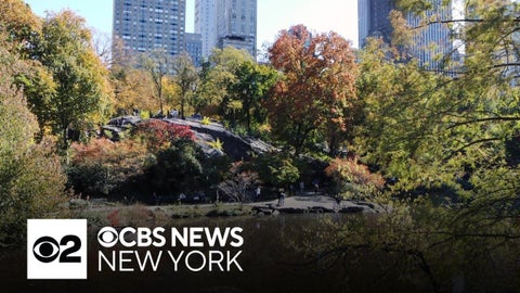 Maps show fall foliage starting to peak in New York. Here's when and ...