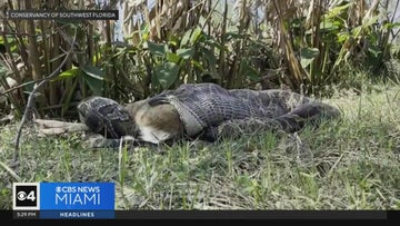 Video of Burmese python eating deer in Florida Everglades serves as ...