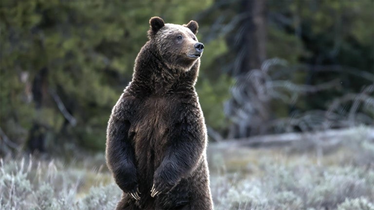 Famous mama grizzly bear killed by car "stepped right out into the road" before collision ...