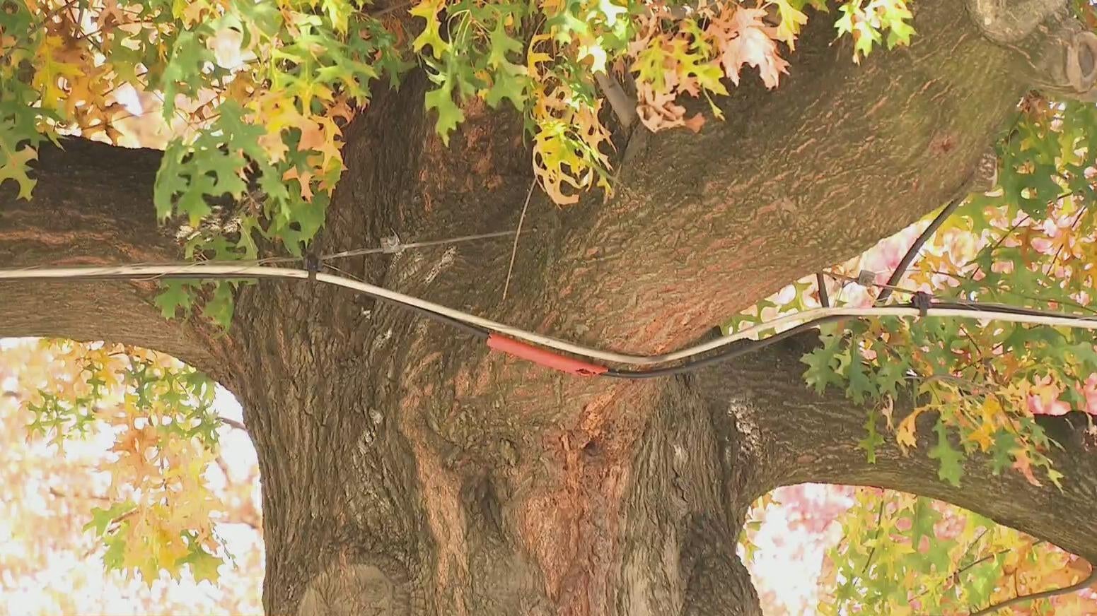 Oakmont landlord raises concerns about tree - CBS Pittsburgh