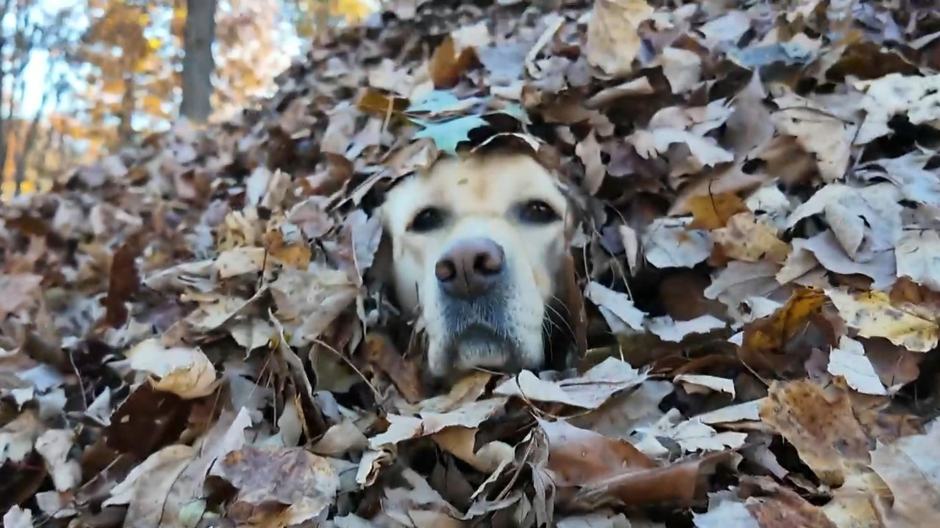 Maine dogs go viral for their autumn joy - CBS News