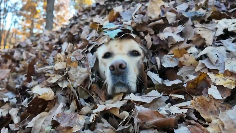 Maine dogs go viral for their autumn joy - CBS News