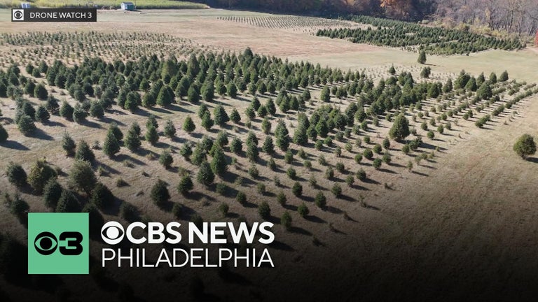 Christmas tree growers in Pennsylvania concerned about record-breaking ...