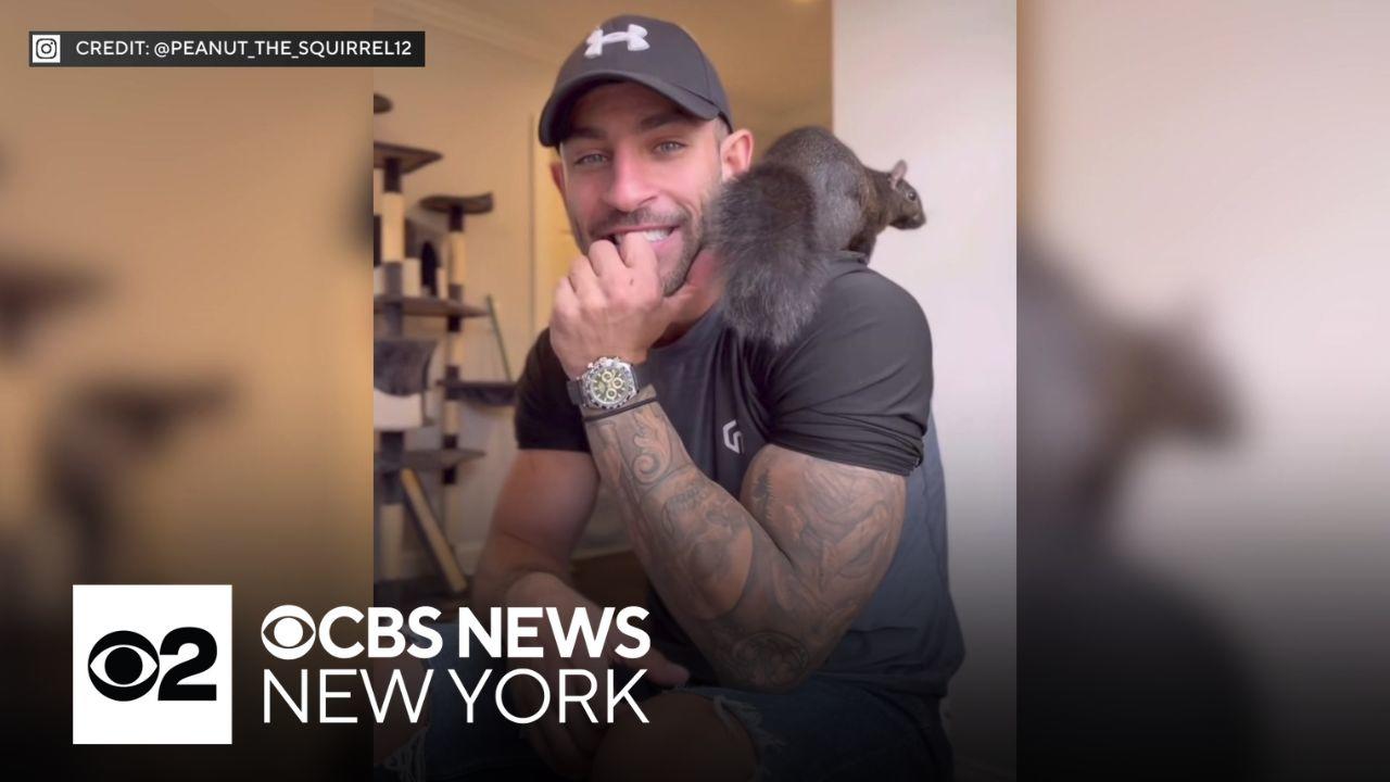 Peanut the squirrel, Instagram star, euthanized by New York state ...