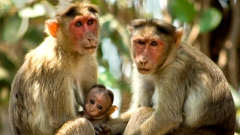 43 monkeys escape South Carolina research facility; police warn ...