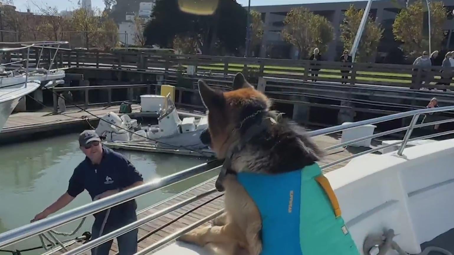 Canine "deckhand" on San Francisco whale-watching tour boat becomes ...