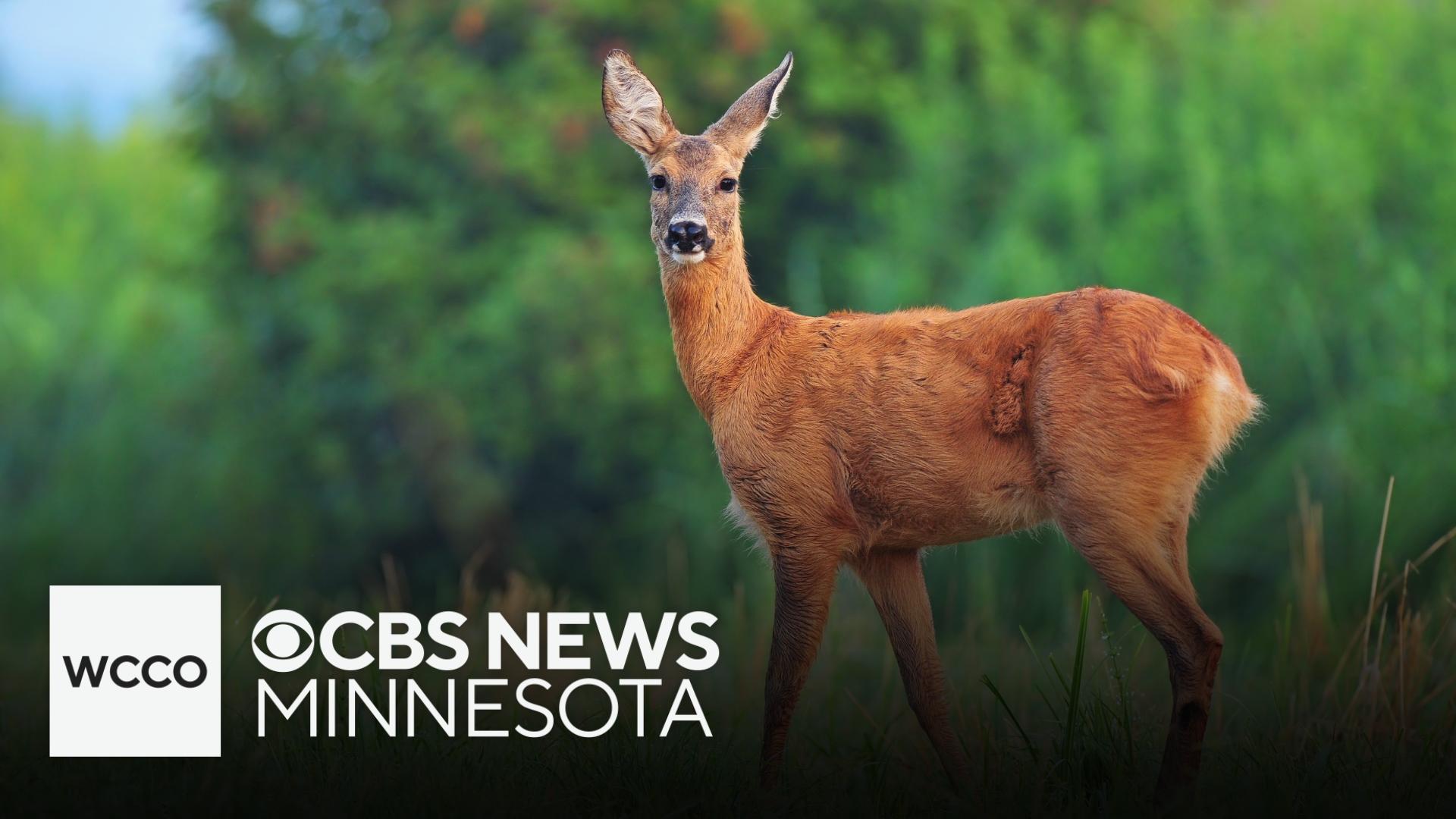 Saturday marks start of Minnesota's firearm deer season - CBS Minnesota