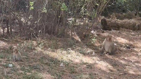 25 monkeys recovered safely, 18 others still remain on the run from South Carolina lab - CBS News