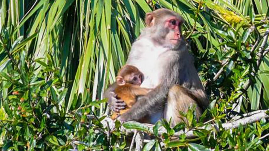 What we know after 43 monkeys escaped a South Carolina research ...