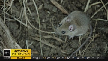 Mice in your house? How to get rid of rodents and keep them out this ...