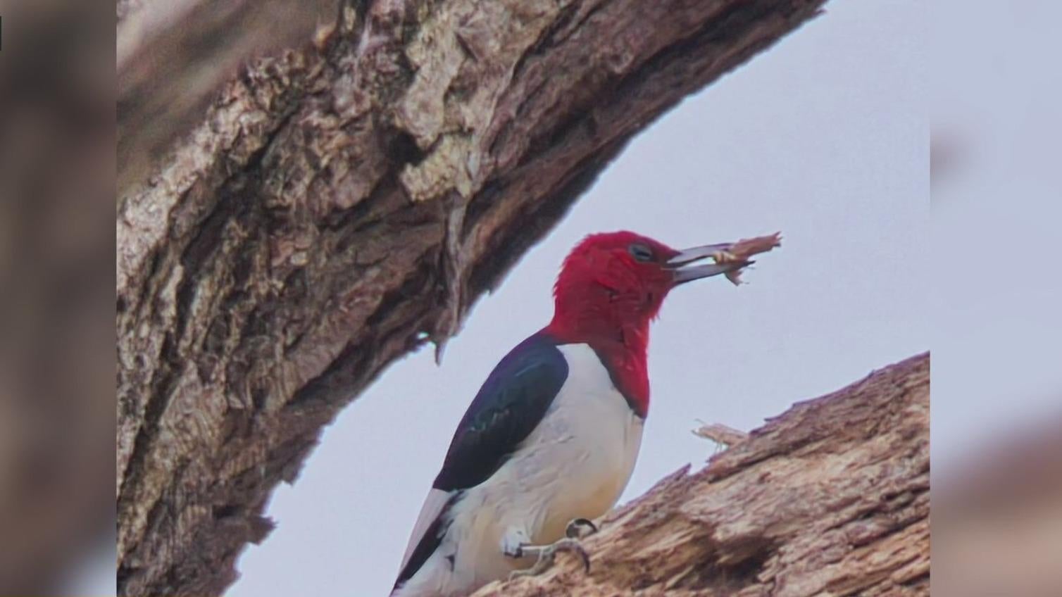 Rare red-headed woodpecker spotted in Pittsburgh area - CBS Pittsburgh