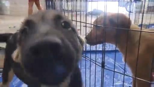 Colorado regulators worried about rabies in imported dogs, a disease ...