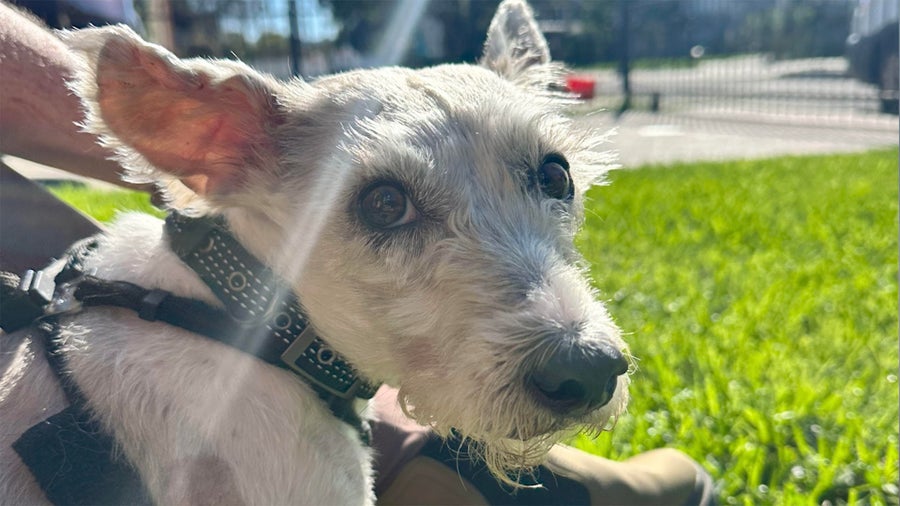 New Orleans rescue dog Scrim found safe yet again after going missing ...